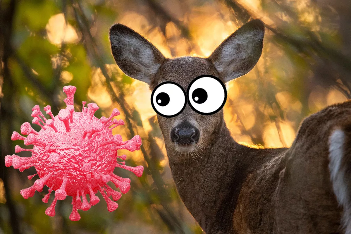 Transmission of covid-19 to wild deer in America produces mutated ...